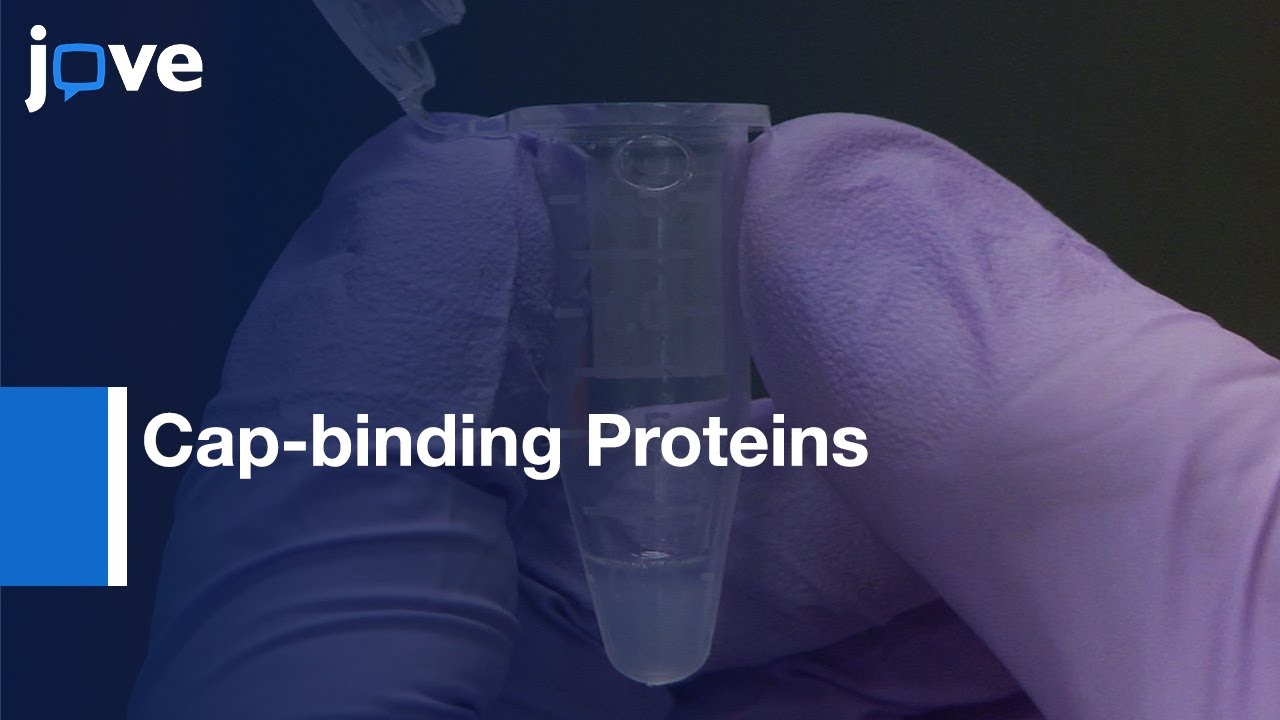 Cap-binding Proteins Anlysis in Cells Oxygen Conditions Exposed Cells ...