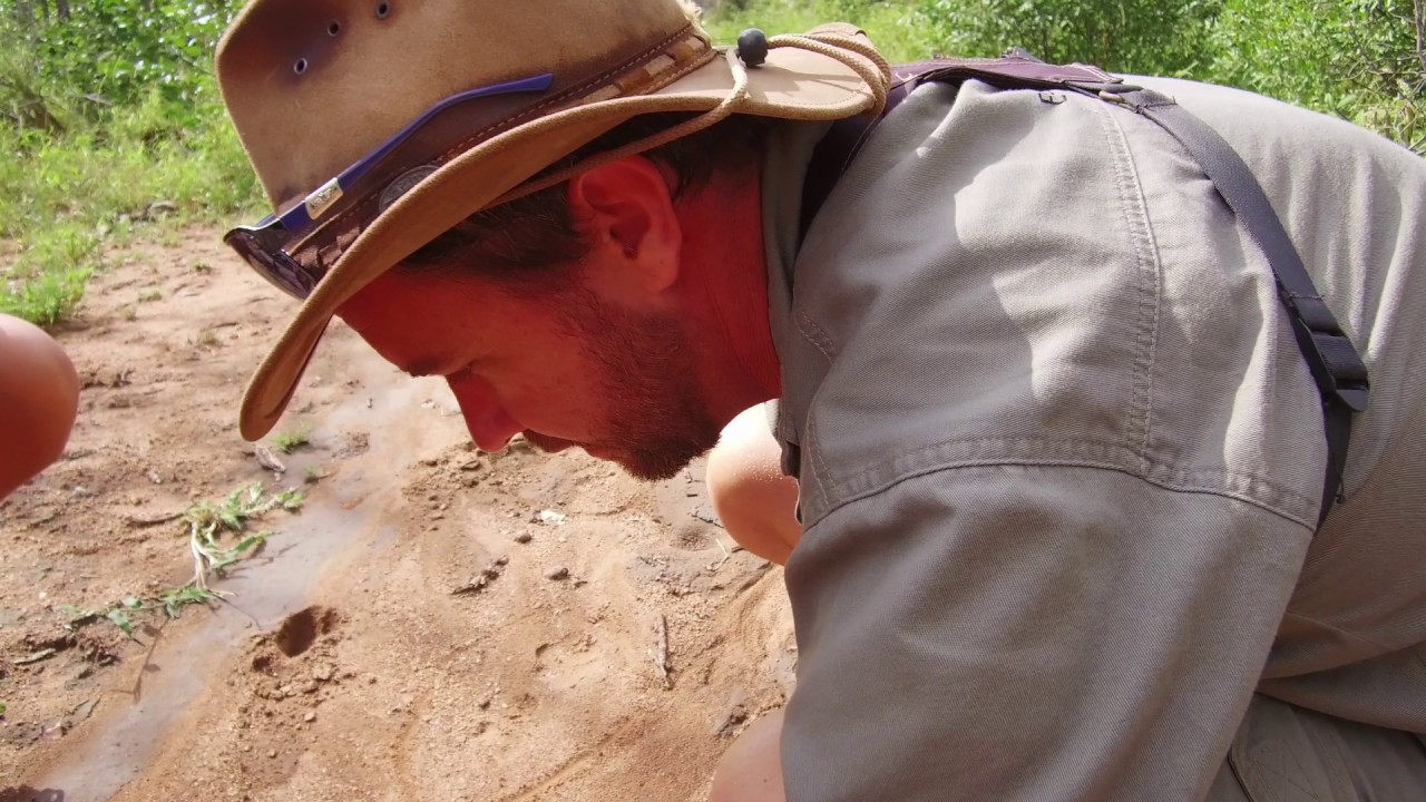 #SafariTrivia - How to identify a Hyena track - YouTube