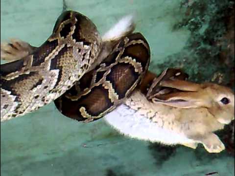 python eats rabbit - YouTube