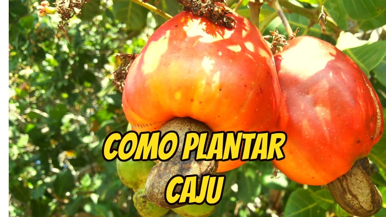 COMO PLANTAR CAJU - MÉTODO RÁPIDO E INFALÍVEL !!! - YouTube