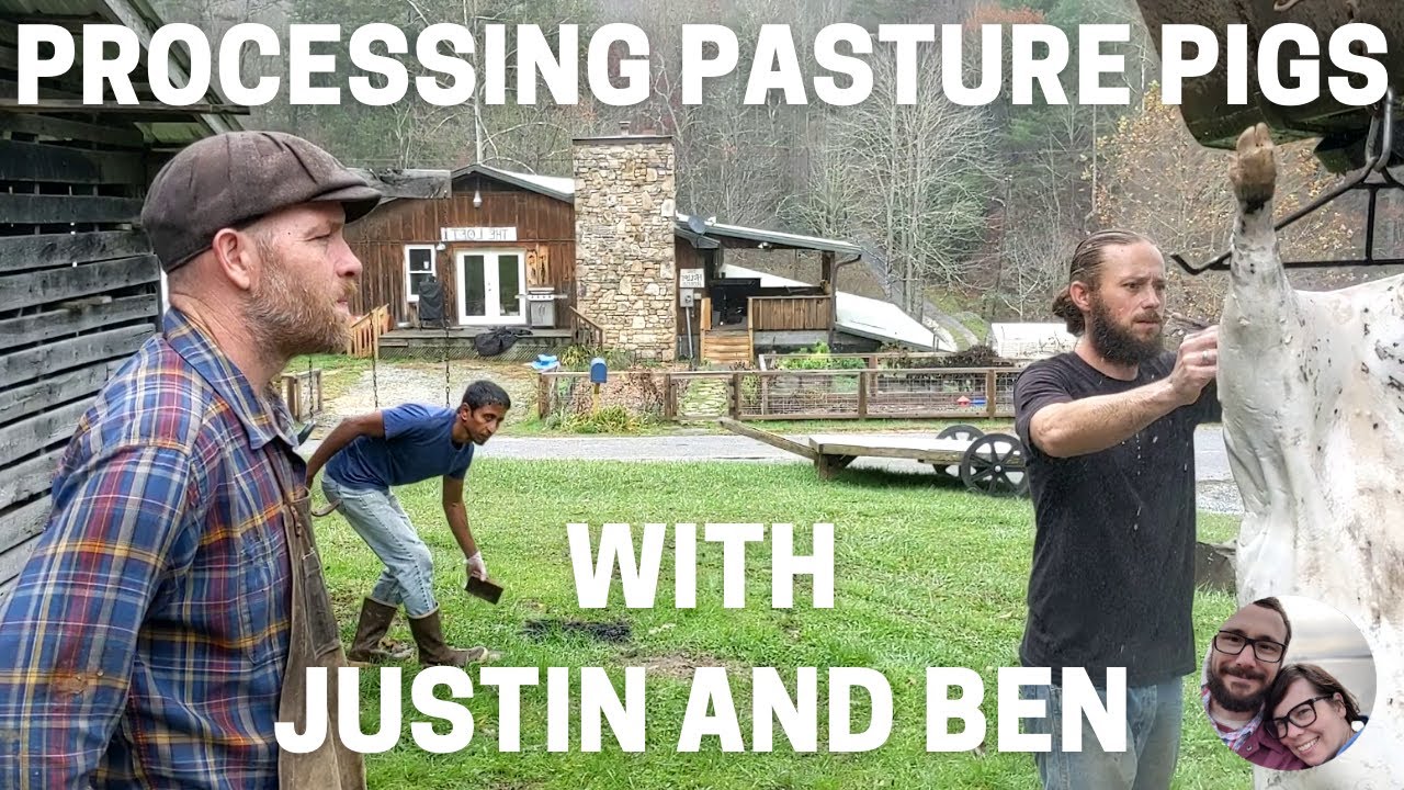 Processing Pastured Pigs with Justin Rhodes and Hollar Homestead ...
