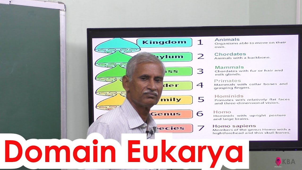 11.Zoology | The living world | Three domains of life - domain Eukarya - YouTube