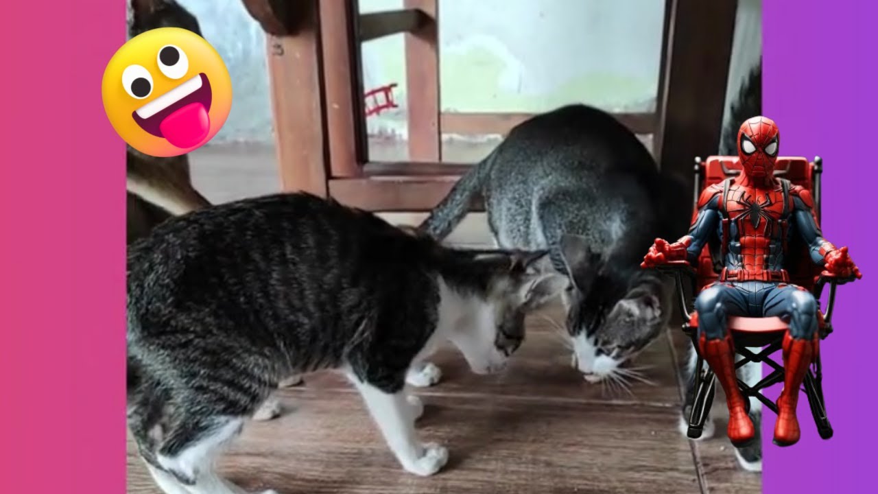 Funny cat videos, Does the kitten dare to come down or not?? Ep 5 😹😸# ...