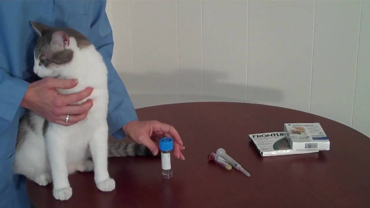 Your Kitten's First Visit to the Vet - YouTube