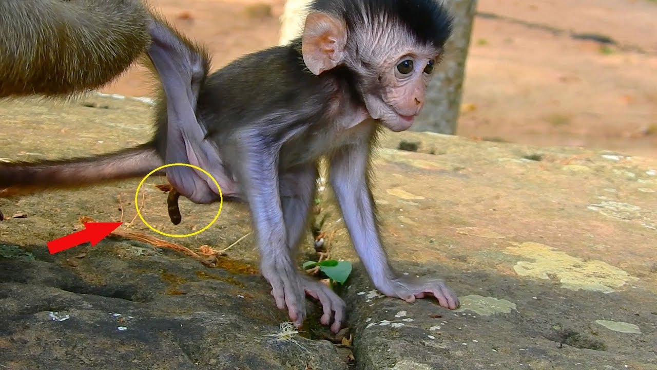 Daniela hurt defecate can't control her self / Monkey post - YouTube