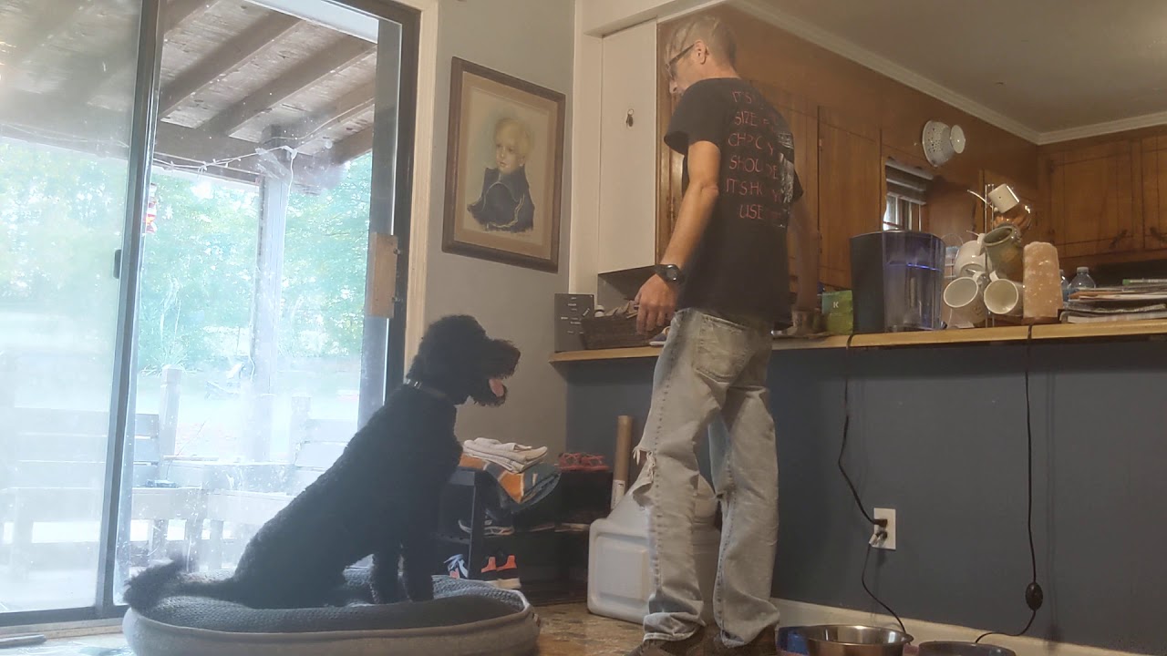 Applying dog training to distractions - YouTube