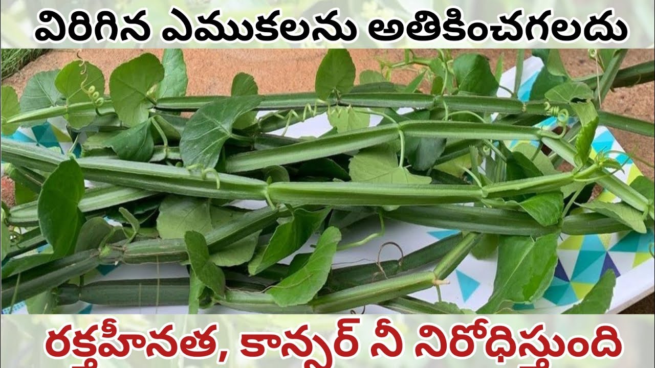 nalleru uses in telugu | nalleru benefits | nalleru chettu propagation ...