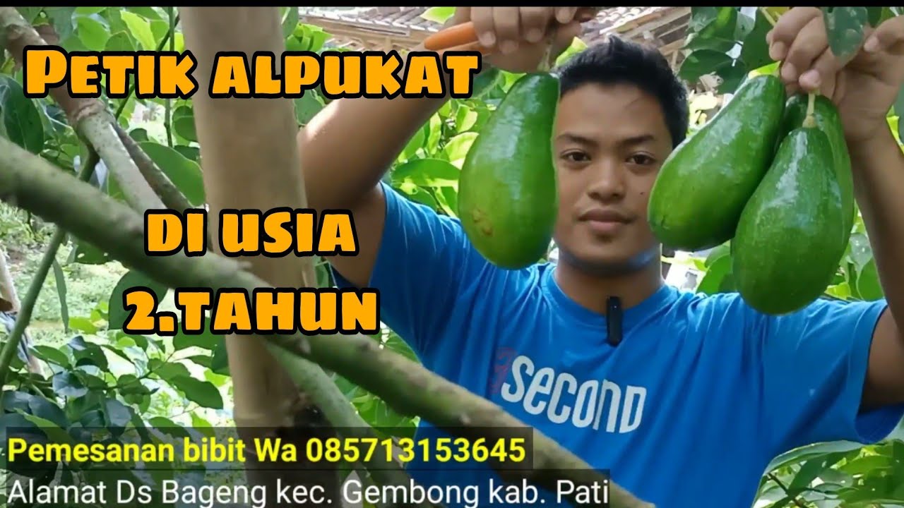 PANEN ALPUKAT SAMPING RUMAH HASILNYA ISTIMEWA - YouTube