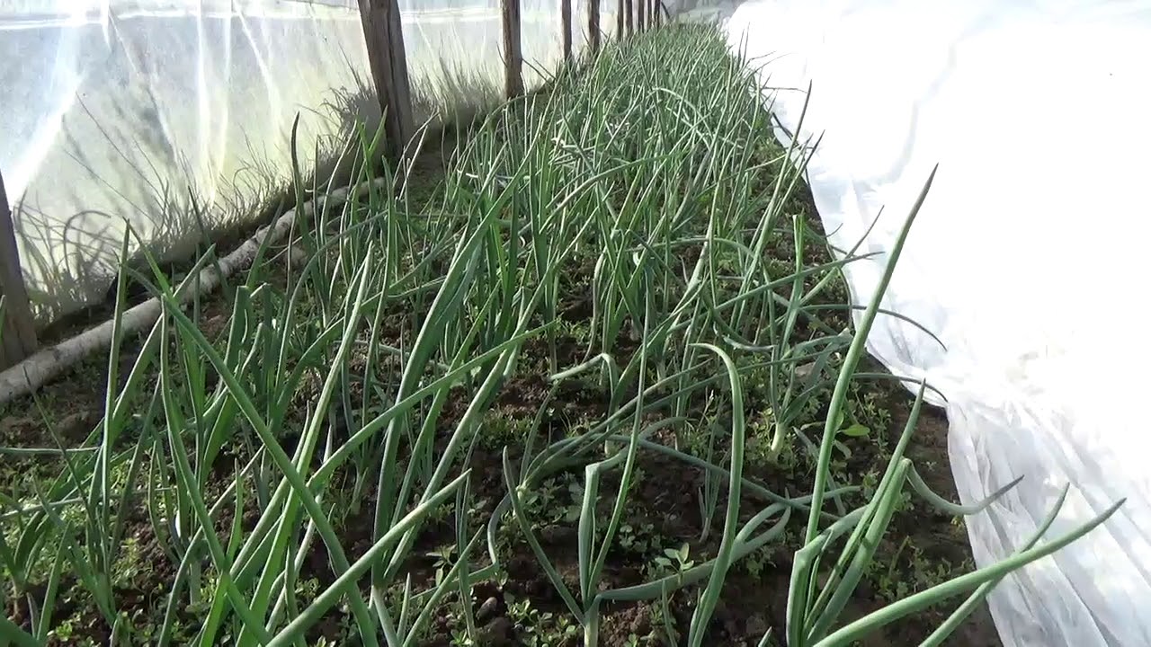 Ceapa verde - YouTube