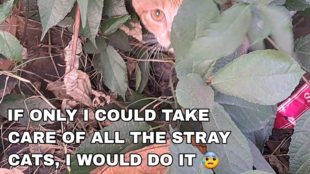 HUNTING HUNGRY AND PITIFUL STRAY CATS EVEN AT NIGHT 😰 - YouTube