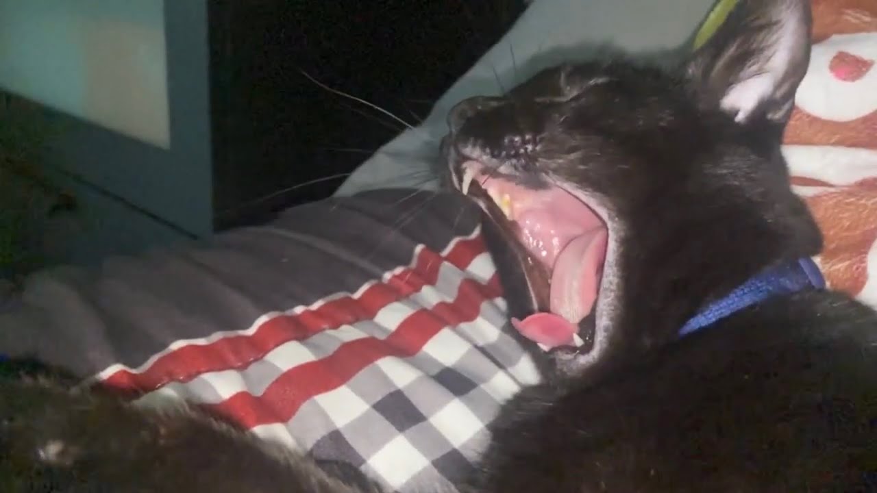 Cat Yawning In Slow Motion - YouTube