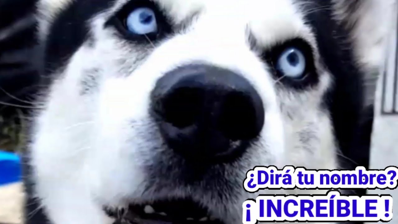 El RETO de Max: ¡El único PERRO DEL MUNDO que dice tu nombre! (3ª parte ...