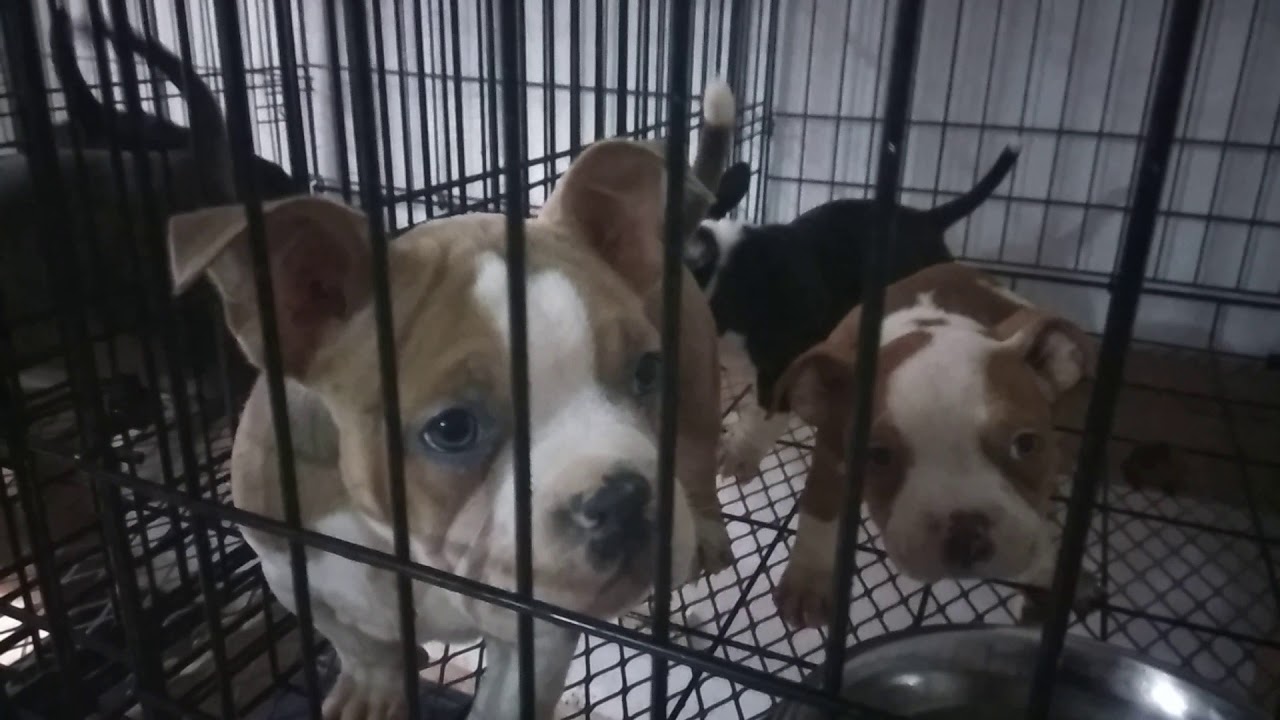 MICRO EXITIC AMERICAN BULLY BULLSEYE MIAGI DAX LINE BAPE PUPPIES - YouTube
