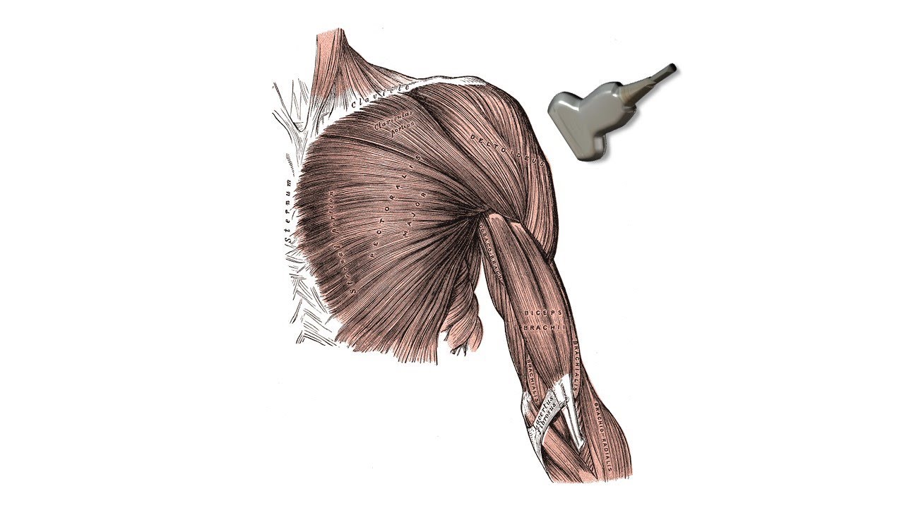 SHOULDER: Ultrasound scanning protocol video tutorial - YouTube