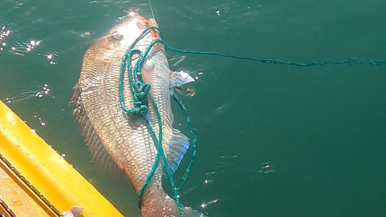 Rangitoto BIG SNAPPER glowbite grumpy squid - YouTube
