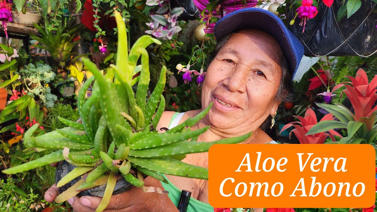 COLOCA ALOE VERA o SABILA en tus PLANTAS y mira como Florecen como ...