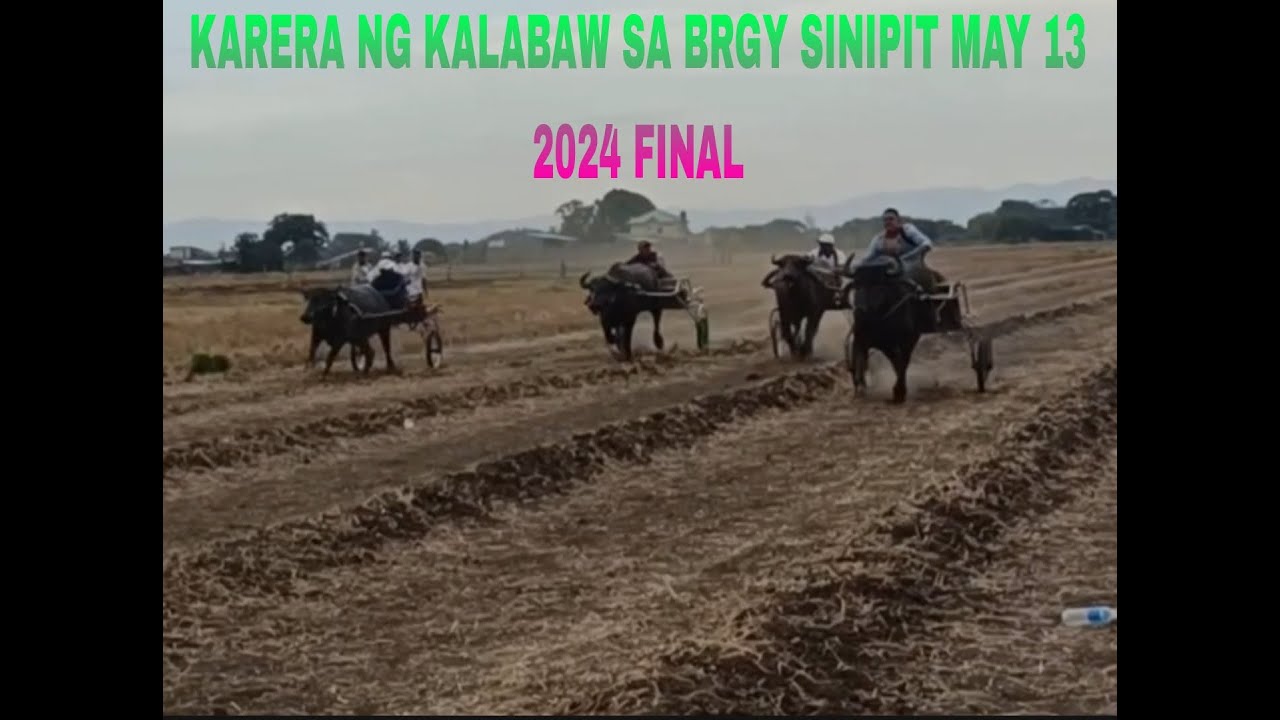 Final Karera Ng Kalabaw Sa Brgy Sinipit Cabiao May13 2024 Joeboy Ai ...