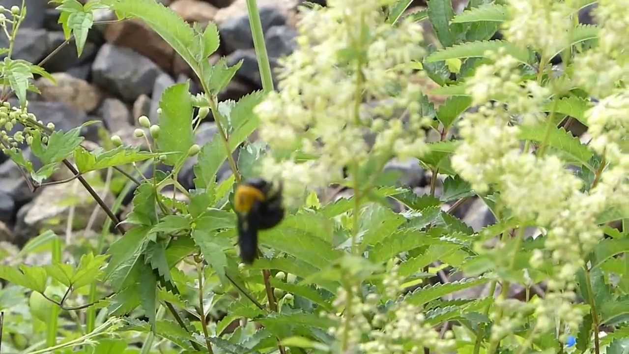 Buzz Pollination by Carpenter Bee クマバチ♀がアキカラマツの花で振動集粉 - YouTube