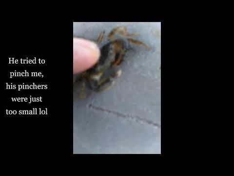 Tiny Freshwater Crabs in Lake Whitney, Texas 🦀 So Cute! I Never Knew ...