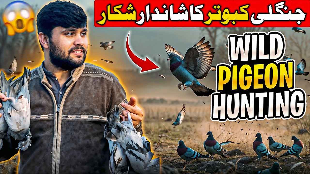 Wild pigeons hunting in pakistan | jangli kabootar ka shikar | hunting ...