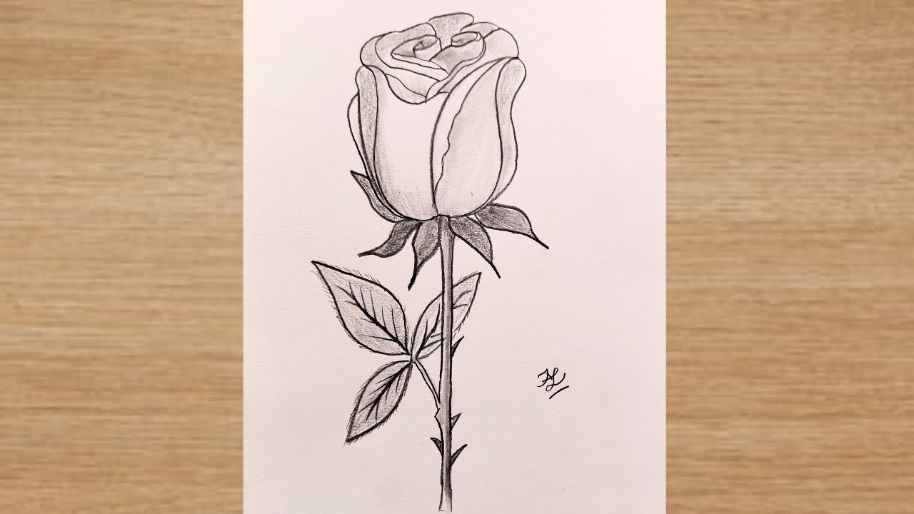 How to draw easy Rose / Rose Drawing with pencil / Easy Rose idea for ...