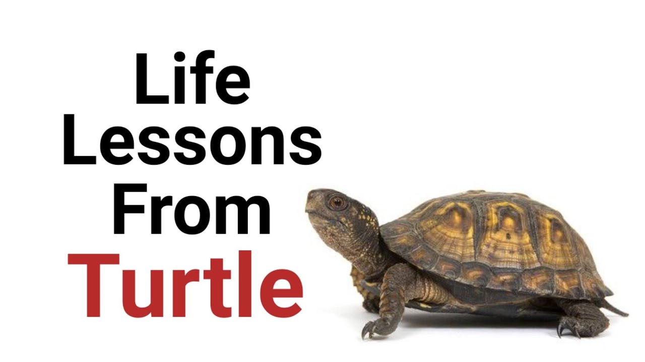 Life Lesson from Turtle | Important things Worth Learning | Wisdom of ...