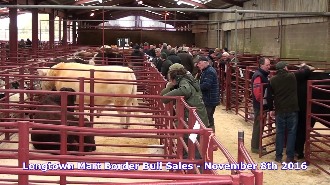 Longtown Mart Border Bull Sales - November 8th 2016 - YouTube