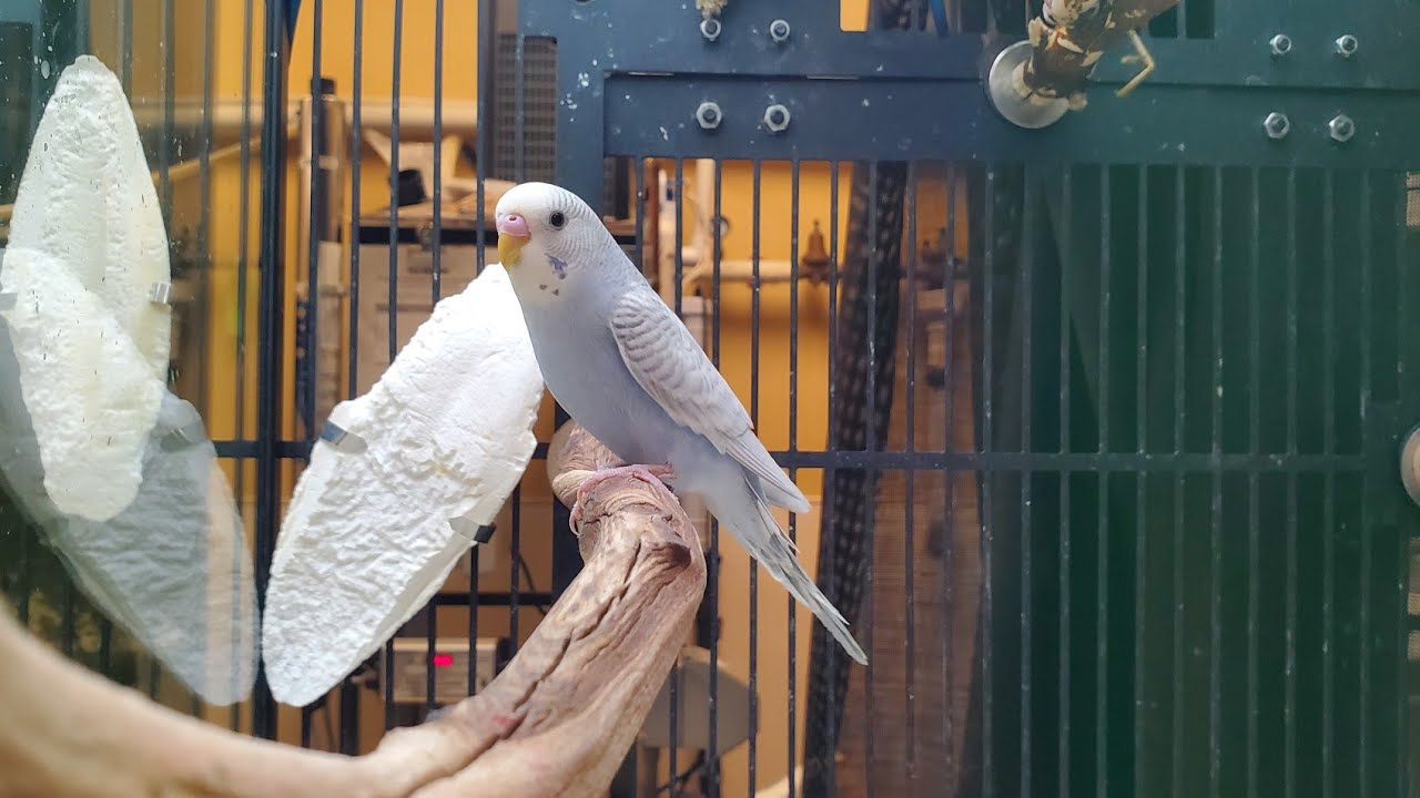 Does Petsmart Sell Budgies