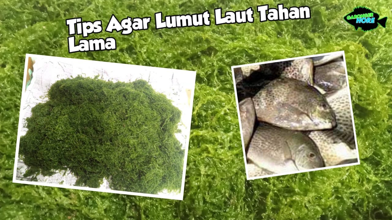 Cara agar lumut laut tahan lama - YouTube