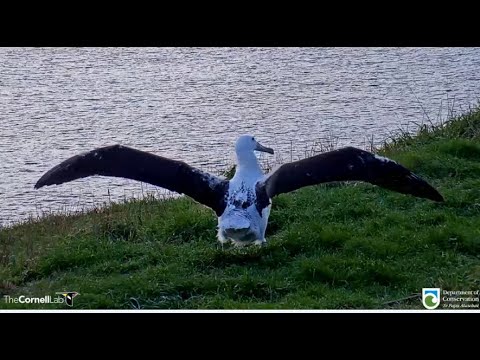Royal Albatross ~ QT Is Almost Ready To Fly! 💕💕 Impressive Wing ...
