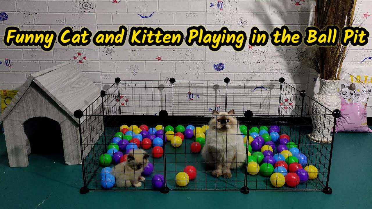 Building a Cat and Kitten Ball Pit - YouTube