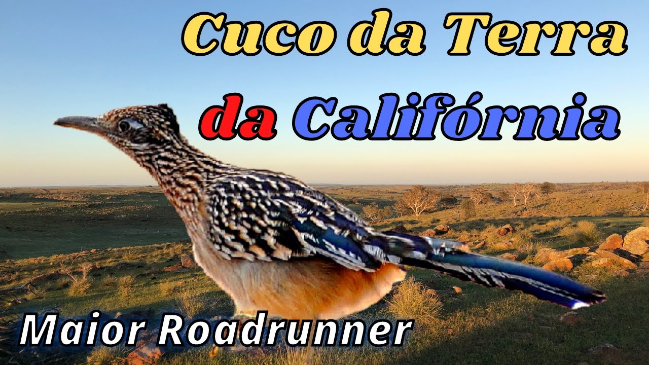 Canto do Cuco da Terra da Califórnia ou Roadrunner, Sons e Cantos Dos ...