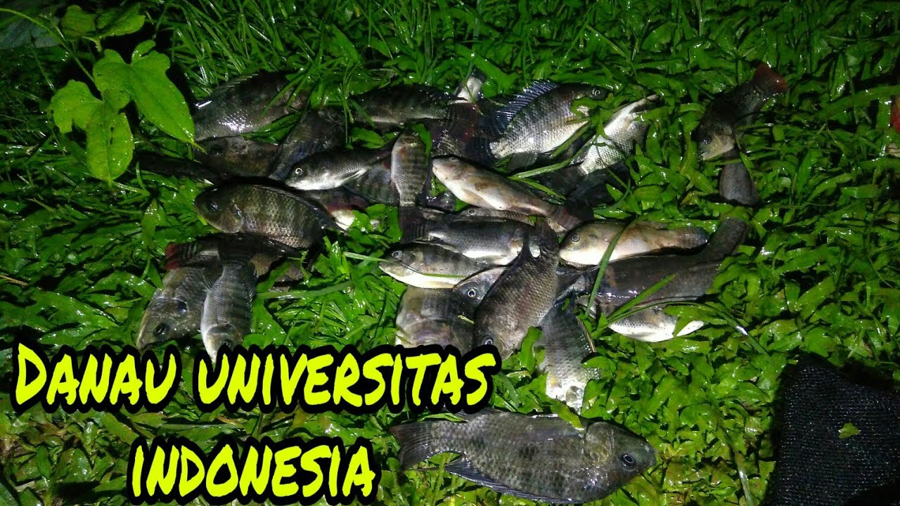 Mancing mania||Mancing malam umpan cacing lur,dapat ikan nila sebanyak ...