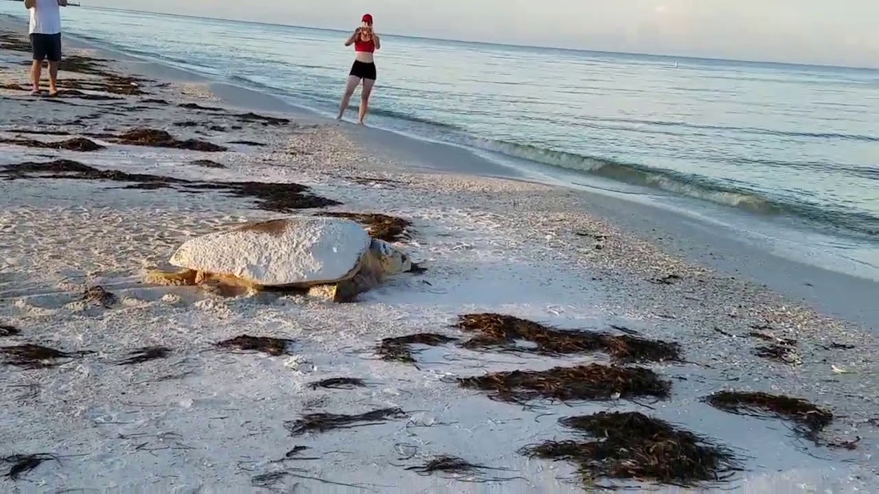 WATCH: Loggerhead Turtle Nesting on Anna Maria Island - YouTube
