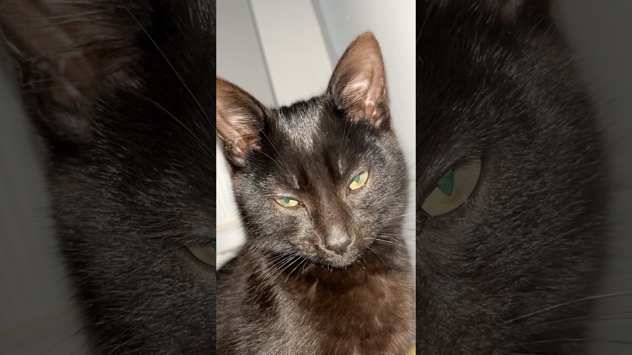 Morning hooman😍 #kitty #cat - YouTube