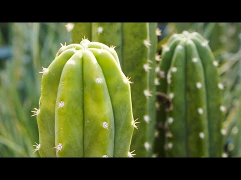 Huachuma/San Pedro Ceremony - YouTube