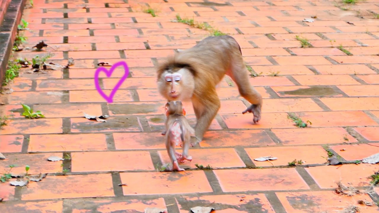 Amazing clip in best...When mommy monkey MOLLA plays with baby monkey ...