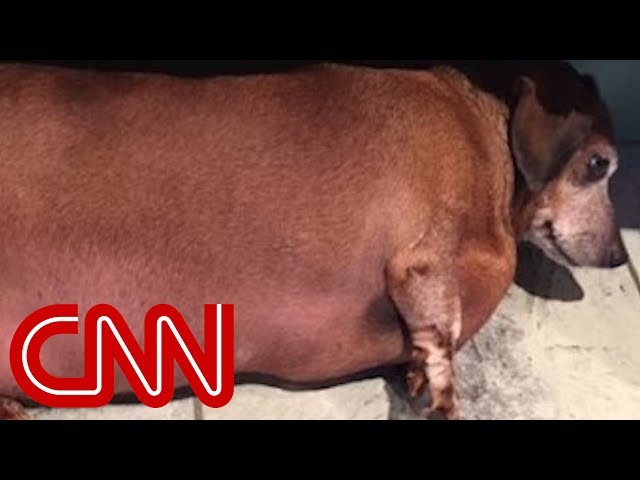 Ridiculously Fat