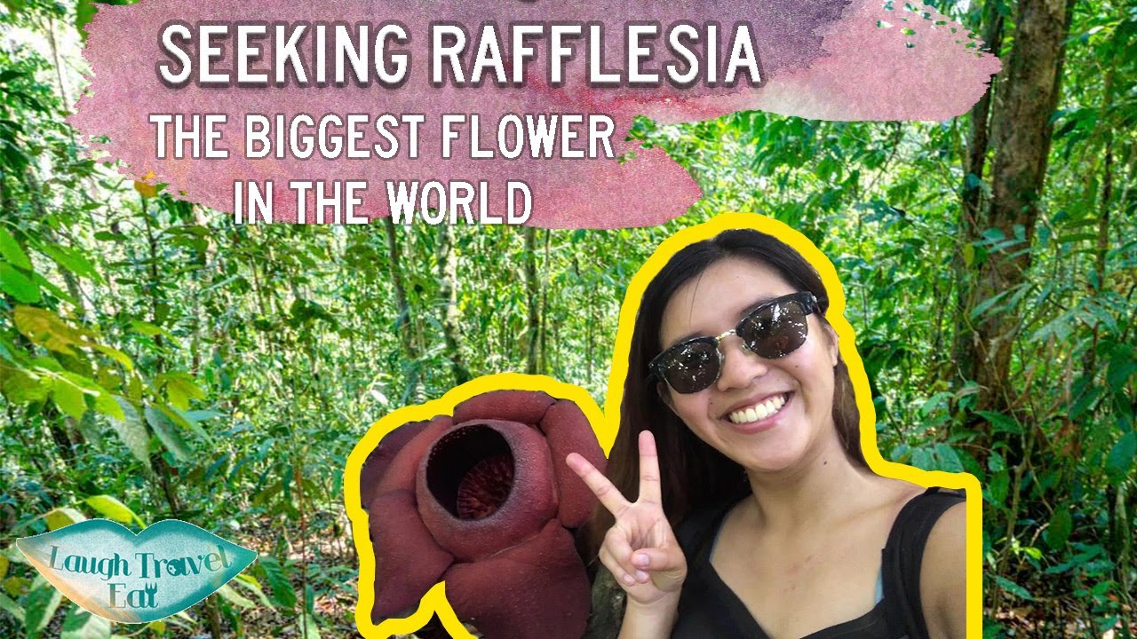 Seeking Rafflesia - the biggest flower in the world in Khao Sok ...
