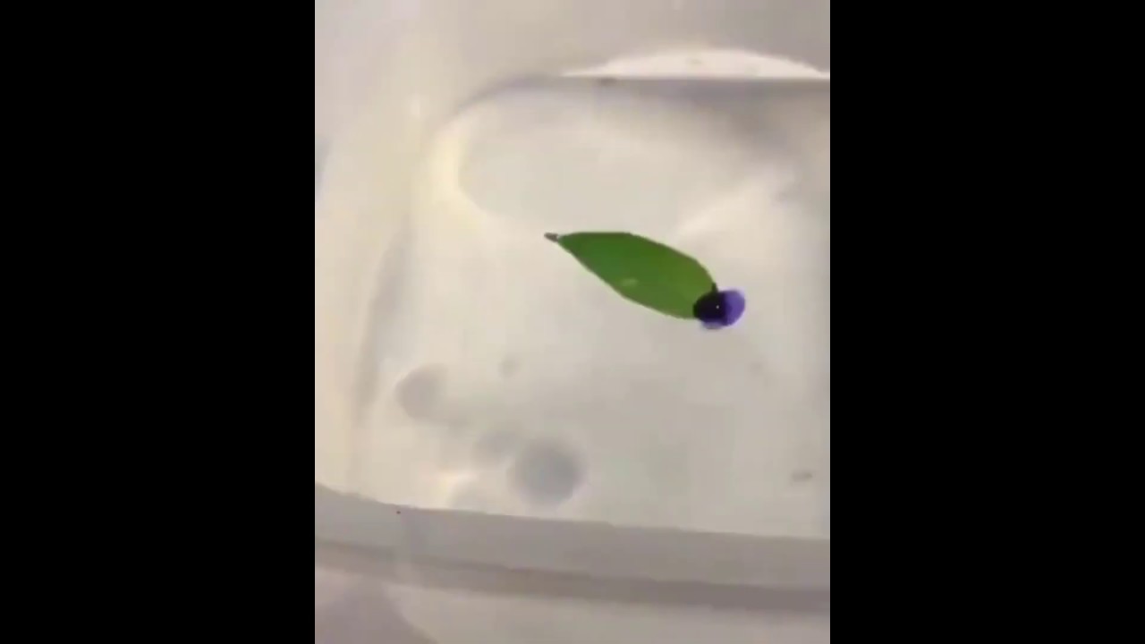 Leaf With Ink Experiment - YouTube