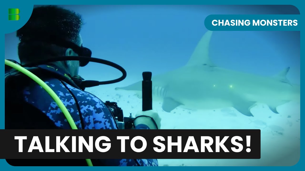 Shark Conservation Mission - Chasing Monsters - YouTube