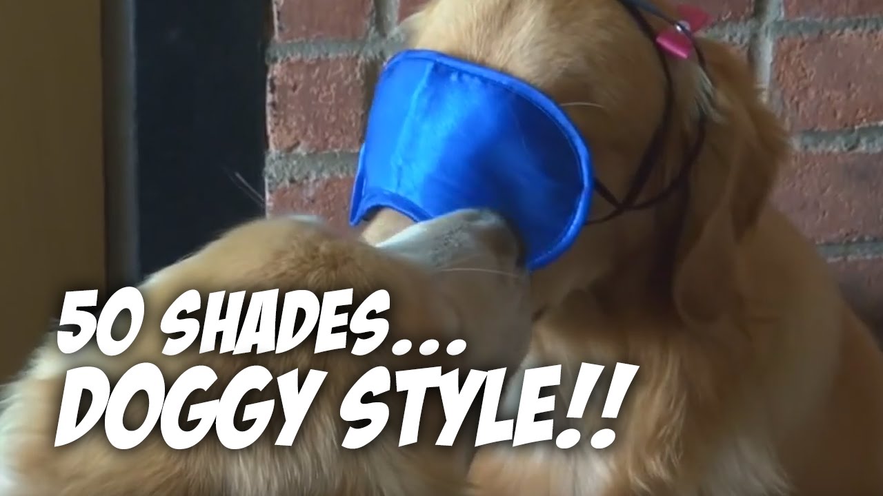 50 Shades Of Doge