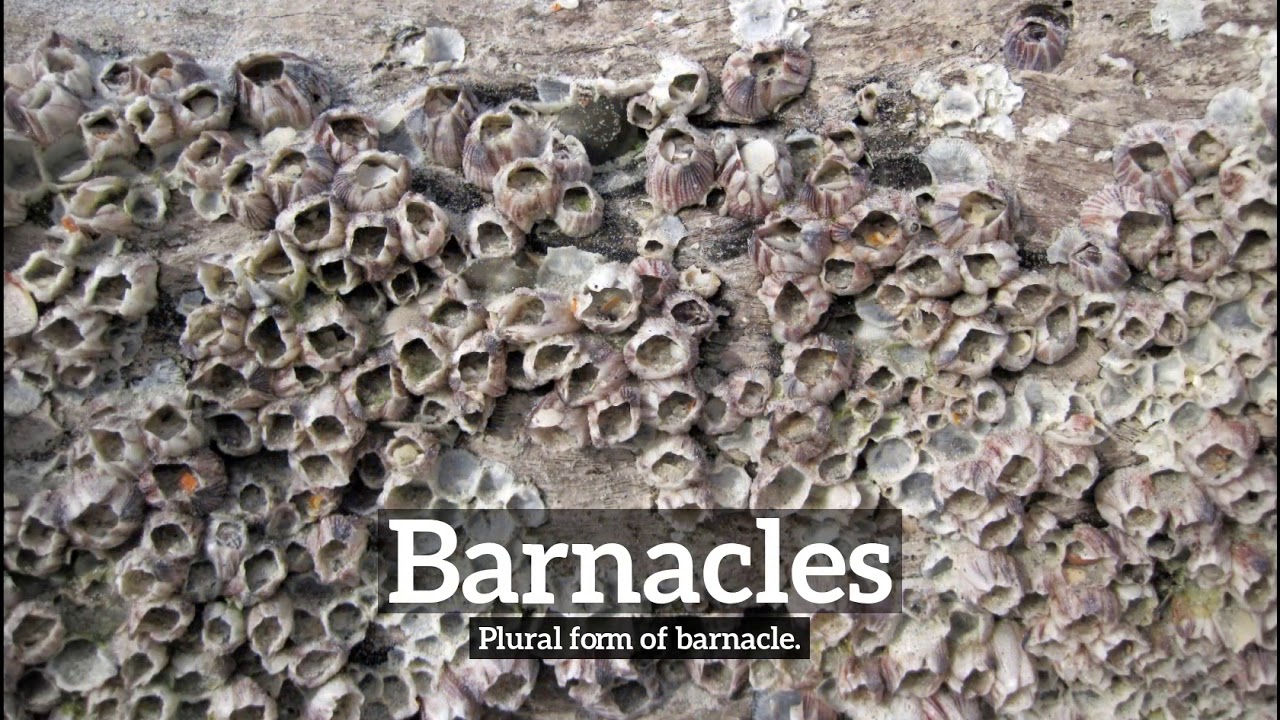 What are Barnacles? | How to Say Barnacles in English? | How Do ...