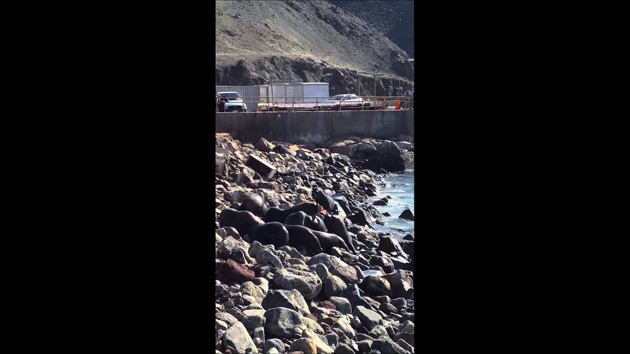 Caleta Coloso Antofagasta - YouTube