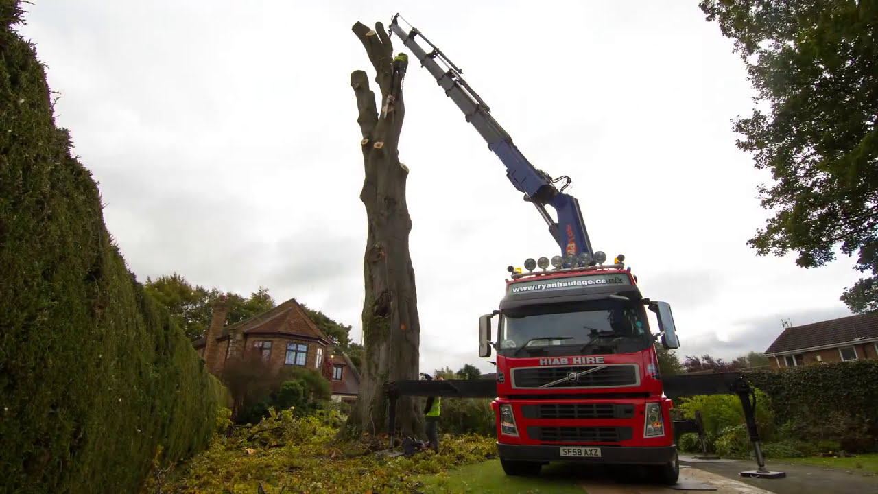 Big tree felling- Alistair Magee 2012 - YouTube