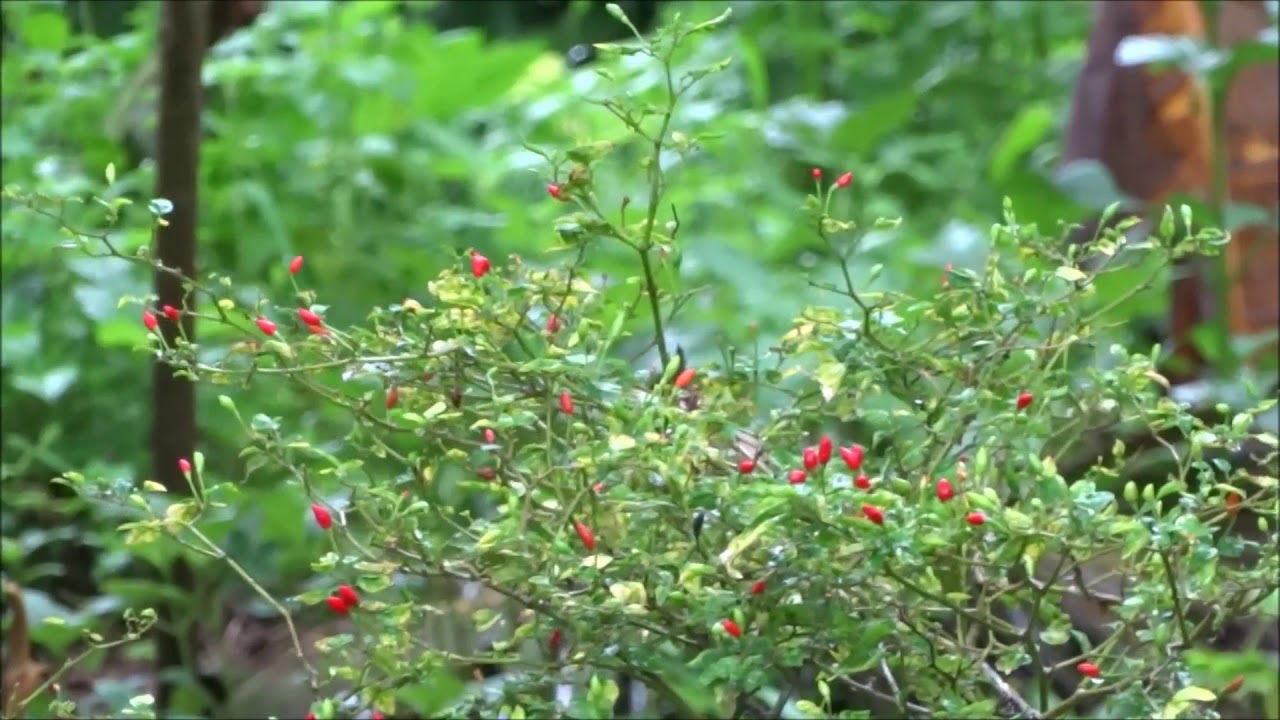 olanjali bird_Rufous treepie_Eating Kanthari Mulaku(very cutely) - YouTube