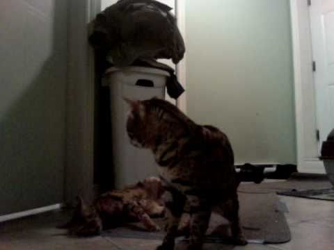 accouplement chat Bengal - YouTube