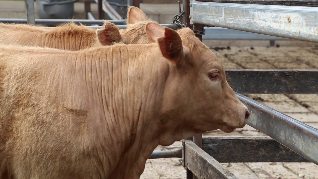 Livestock with Bailey - YouTube
