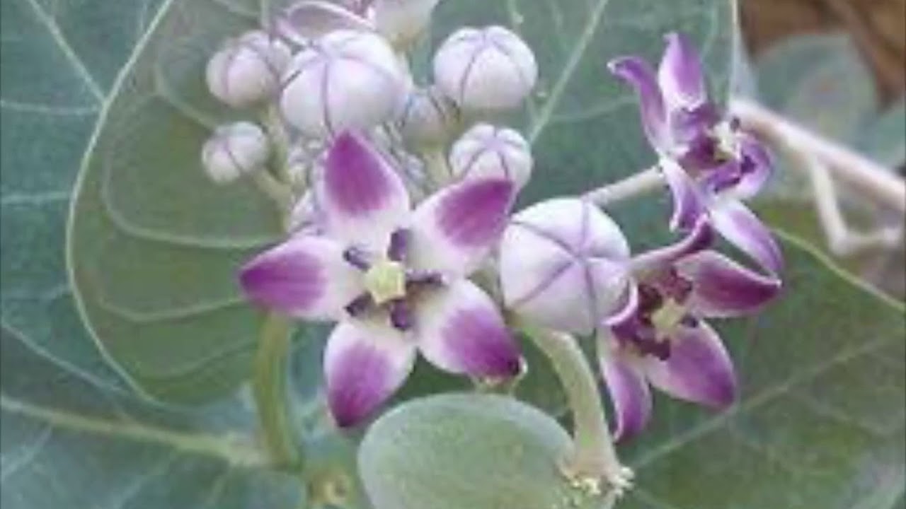 Valeria. Video plantas - YouTube