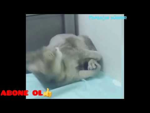 EN EN KOMİK KEDİ VİDEOLARI
